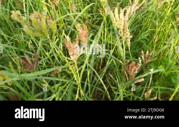 Eleusine coracana or finger millet plants. It is called Ragi and madua ...