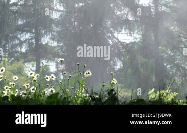 Jet irrigation Stock Videos & Footage - HD and 4K Video Clips - Alamy