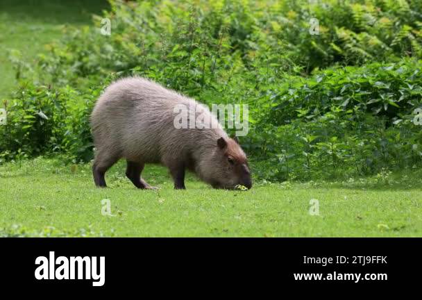 The capybara, Hydrochoerus hydrochaeris is the largest extant rodent in ...