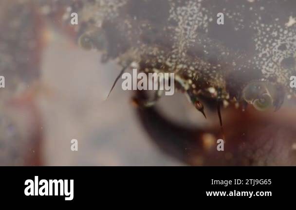 Crustacean shell sea water claws Stock Videos & Footage - HD and 4K ...
