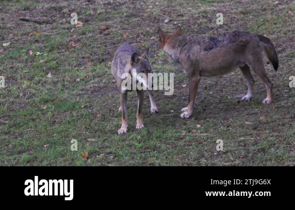 Italian wolf, Canis Lupus Italicus, unique subspecies of the native ...