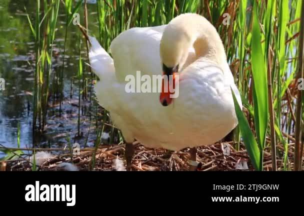 Graceful white swan returning to nest with eggs as white cygnus at lake ...