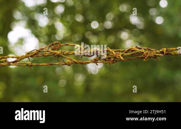 Barb wire foliage Stock Videos & Footage - HD and 4K Video Clips - Alamy