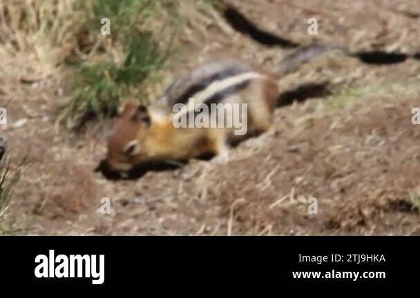 Scampering Stock Videos & Footage - HD and 4K Video Clips - Alamy