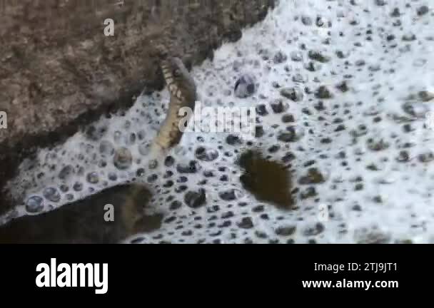 Slippery snake Stock Videos & Footage - HD and 4K Video Clips - Alamy