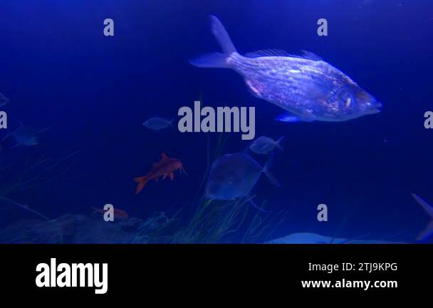 Tank scene Stock Videos & Footage - HD and 4K Video Clips - Alamy