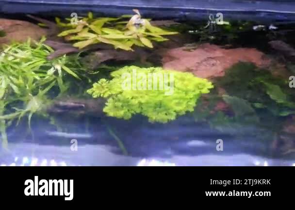 top view of lava stone and sand waterfall aquascape, healthy aquatic vegetation, light waves of ...