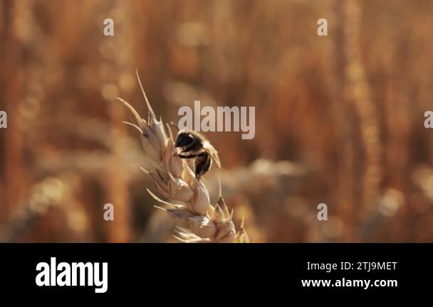 A honey bee sits on a ripe ear of wheat. Pollination. A field of ears ...