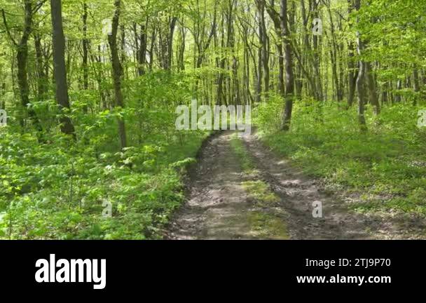 Path pathway walkway way Stock Videos & Footage - HD and 4K Video Clips ...