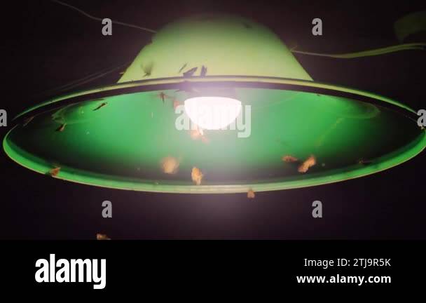 Lamp and insects. Moths flying in lamp light. The moths fly around a ...