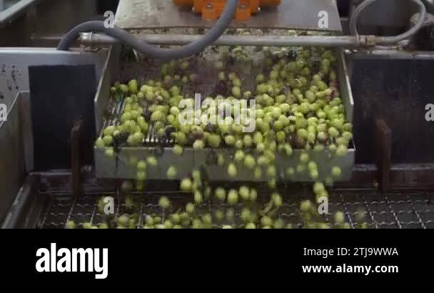 Olives on the Conveyor belt are ready for the preparation of extra ...