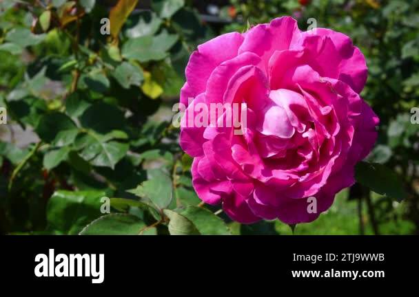 Michelangelo rose Stock Videos & Footage - HD and 4K Video Clips - Alamy