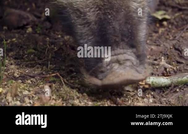Wild boar. Super close-up of the Boars nose. The pig snorts the soil ...
