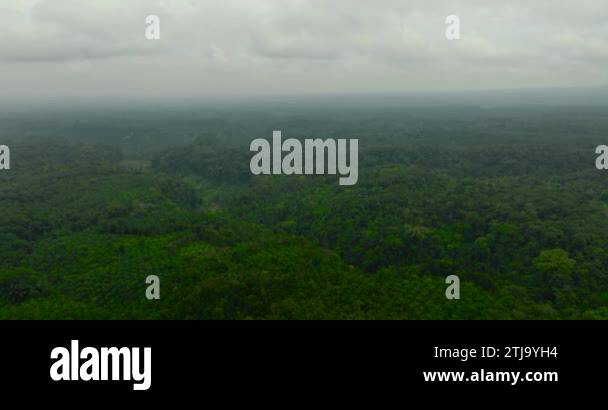 Oil palm plantations indonesia Stock Videos & Footage - HD and 4K Video Clips - Alamy