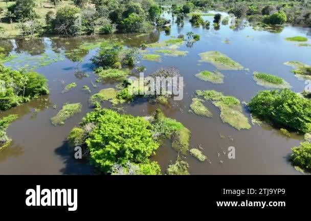 Nature tropical Amazon forest at Amazonas Brazil. Mangrove forest ...