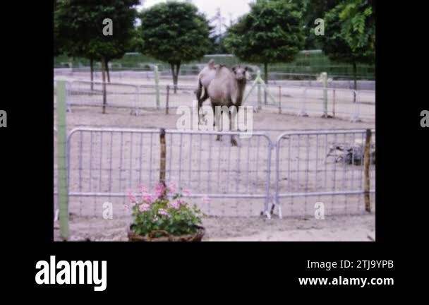 Paris, France may 1969: Animals at zoo scene in 60s Stock Video Footage ...