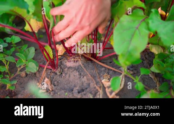 A hand pulls a growing young red beet from the soil close-up ...