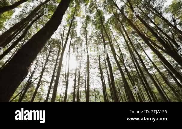 Fitzroya cupressoides tree in Stock Videos & Footage - HD and 4K Video ...