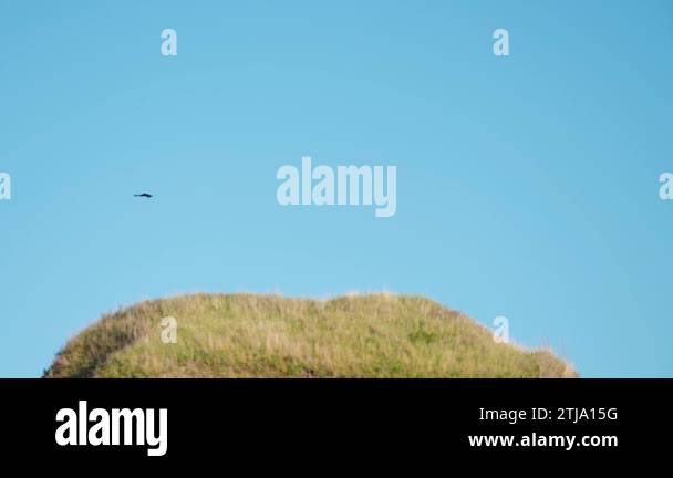 Raven wingspan Stock Videos & Footage - HD and 4K Video Clips - Alamy
