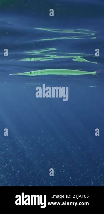 Vertical video, Sea pike swims under surface on sunny day in sun rays ...