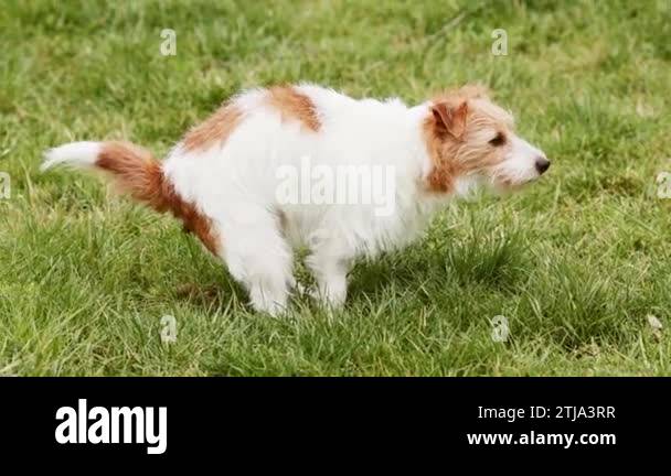 Funny dog doing toilet in the park grass. Pooping, defecating, pet ...
