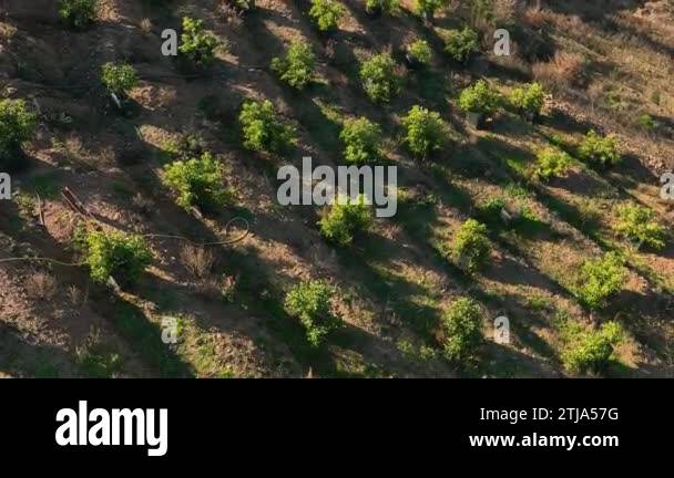 Terrace farming hillside Stock Videos & Footage - HD and 4K Video Clips ...