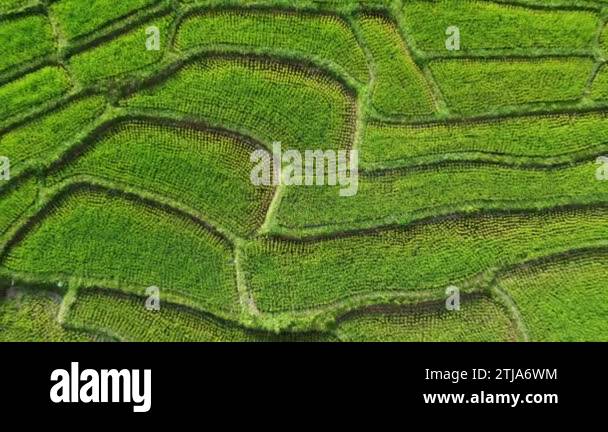 Aerial view of the green rice terraces on the mountains in spring ...