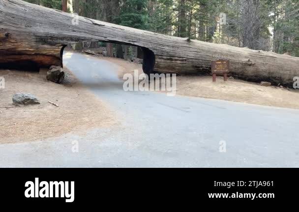 Sequoia National Park, California, USA - 05.15.22: A black car drives ...