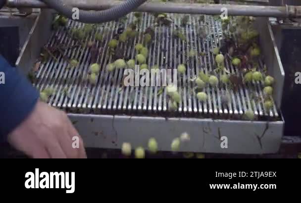 The processing of olives on the Conveyor belt separated from leaves and ...