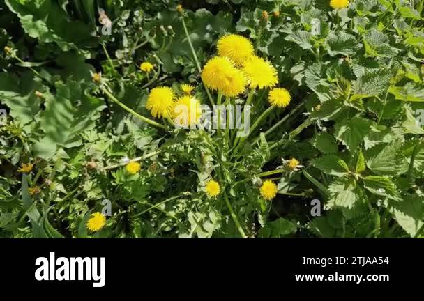 Dandelion flower bush grass Stock Videos & Footage - HD and 4K Video ...