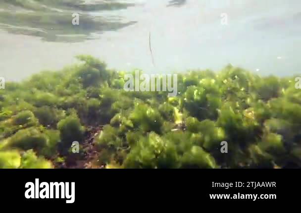 Green algae in transparent water swaying from ebb and flow of sea wave ...