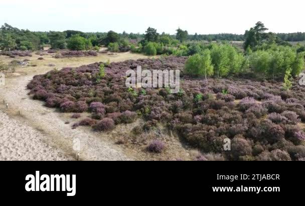 Heide or hei also heath vegetation consists of dwarf shrubs from the ...