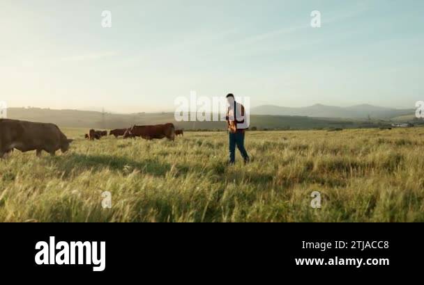 Beef farming brazil Stock Videos & Footage - HD and 4K Video Clips - Alamy