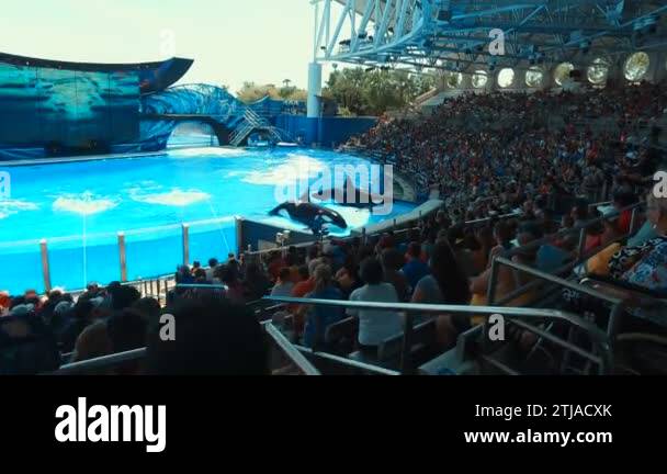 Killer Whales Perform During the Shamu Show at Sea World Orlando - One ...