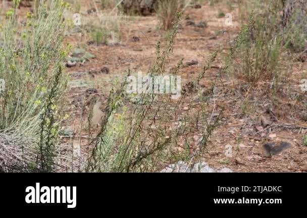 Yellow flowering axillaterminal indeterminate racemose disciform head ...