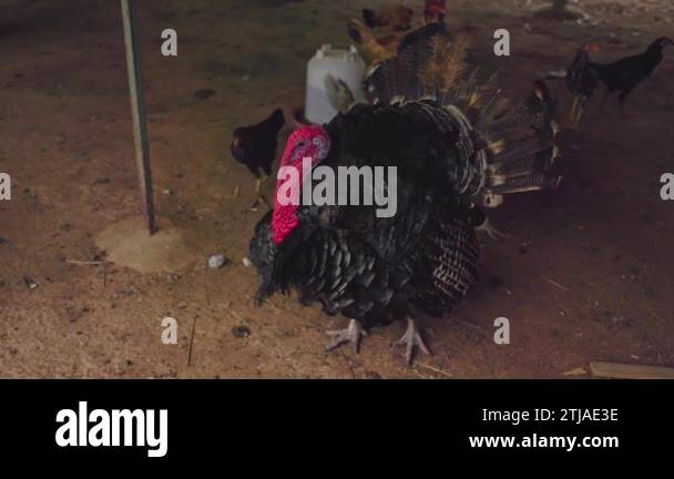 A pompous turkey with black feathers and a red neck plays amidst ...