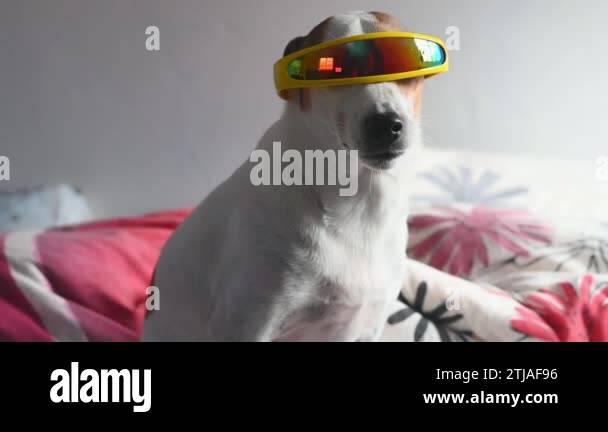 Cyclops dog Stock Videos & Footage - HD and 4K Video Clips - Alamy