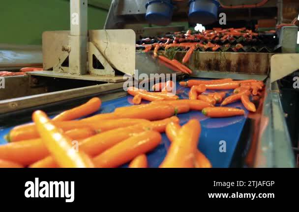 Vegetable processing line Stock Videos & Footage - HD and 4K Video ...