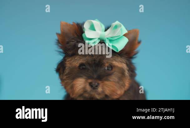 scared small Yorkshire terrier pup with bow on top of his head, being ...