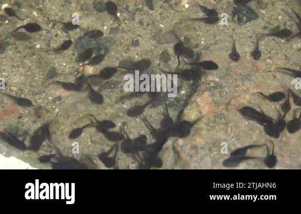Tadpole, pollywog is larval stage in life cycle of an amphibian, frog ...
