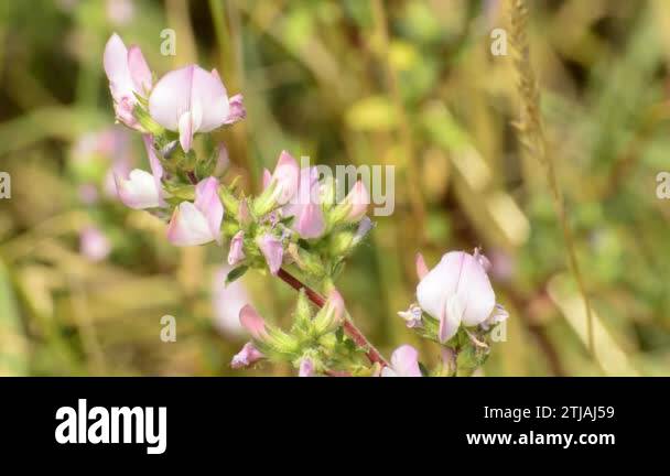 Ononis spinosa plant flower Stock Videos & Footage - HD and 4K Video ...