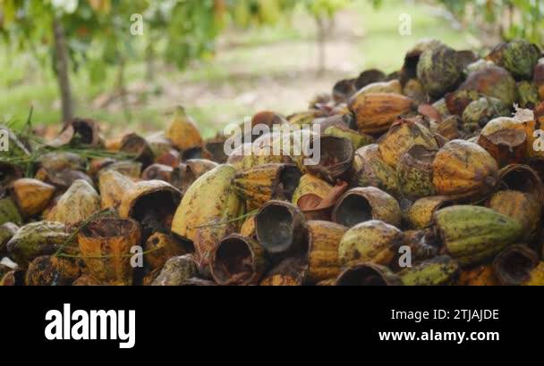 Pile of cocoa pod husks a waste by-product of the cocoa industry ...