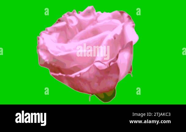 This cartoon animated time-lapse of a beautiful pink rose flower ...