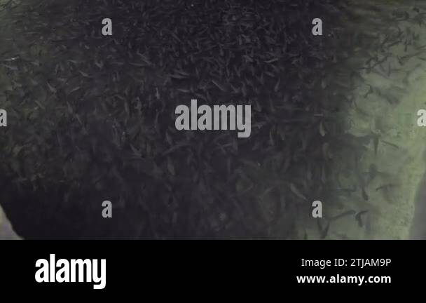 A flock of snakehead murrel fish swims in schools. snakehead murrel ...