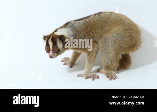 Slow loris species Stock Videos & Footage - HD and 4K Video Clips - Alamy