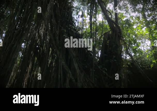Liana tree roots in the jungle and the thick canopy of the forest with ...