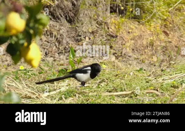 Pie robin Stock Videos & Footage - HD and 4K Video Clips - Alamy