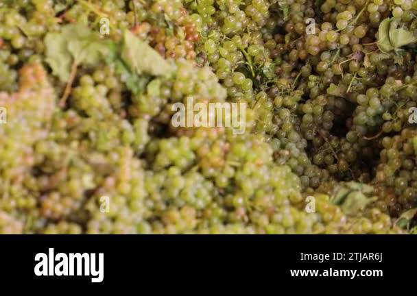 Vinification process Stock Videos & Footage - HD and 4K Video Clips - Alamy
