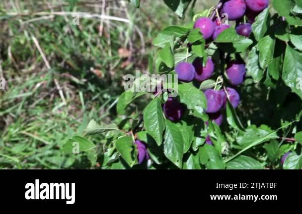 Desert plum tree Stock Videos & Footage - HD and 4K Video Clips - Alamy