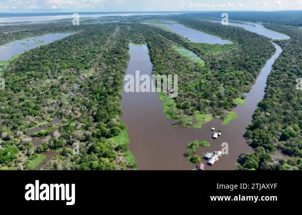Nature tropical Amazon forest at Amazonas Brazil. Mangrove forest ...